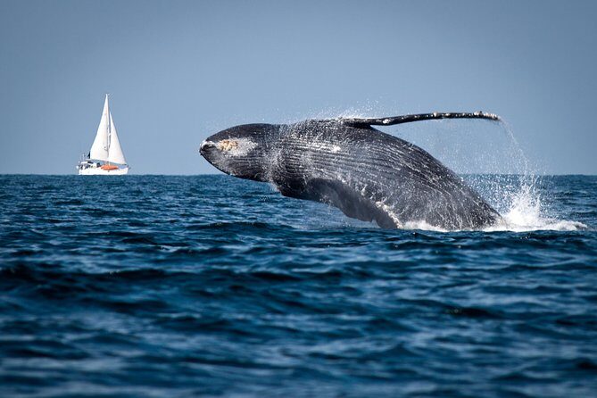 Humpback whales Watching + Samana Eco-Tour - What to Expect from the Tour