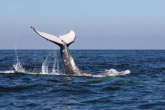 Humpback whales Watching + Samana Eco-Tour - What’s Included and What’s Not