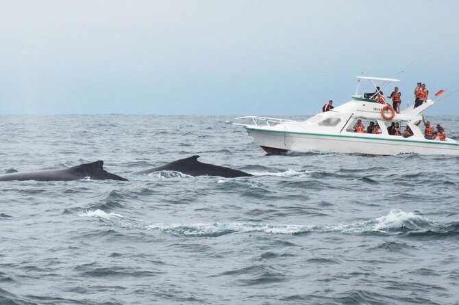 Humpback whales Watching + Samana Eco-Tour - Final Thoughts