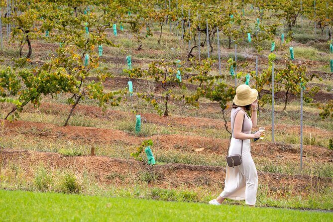 Hunter Valley All Inclusive, Wine, Chocolate Tasting and Lunch - Who Will Love This Tour?