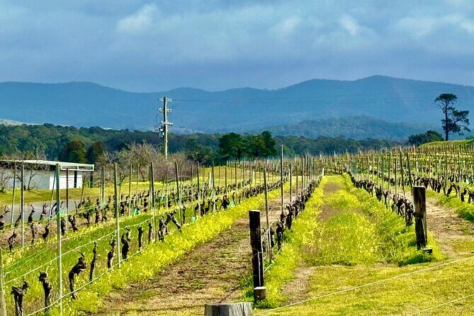 Hunter Valley Escape A Day of Wine Art and Aussie Countryside - The Sum Up