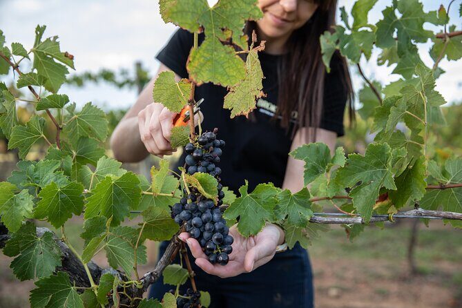 Hunter Valley Premium Tastings with Lunch - An In-Depth Look at the Hunter Valley Premium Tastings with Lunch