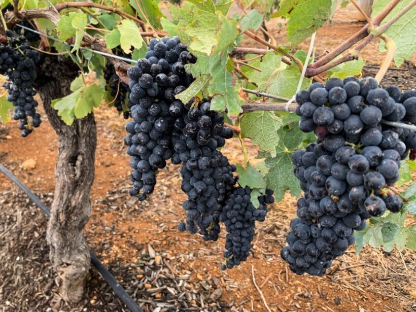 Hunter Valley: Private Day Tour from Sydney with Your Crew! - Key Points