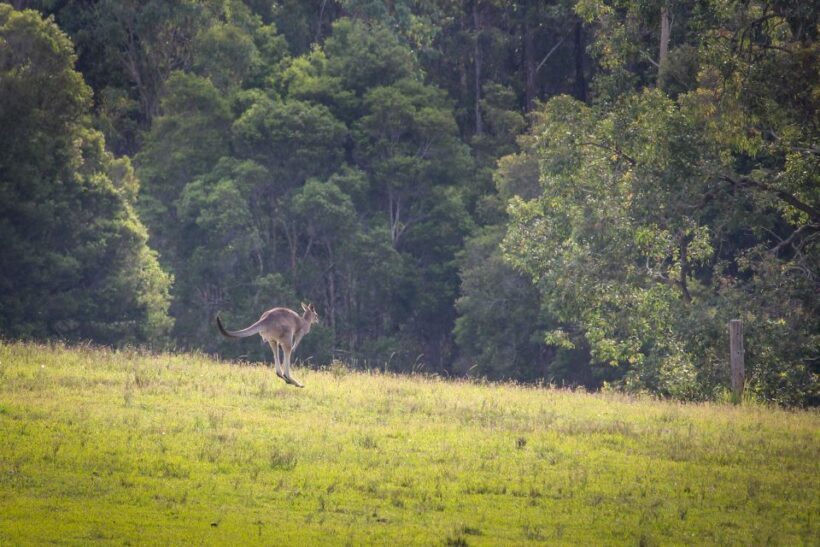 Hunter Valley: Private Day Tour from Sydney with Your Crew! - The Sum Up