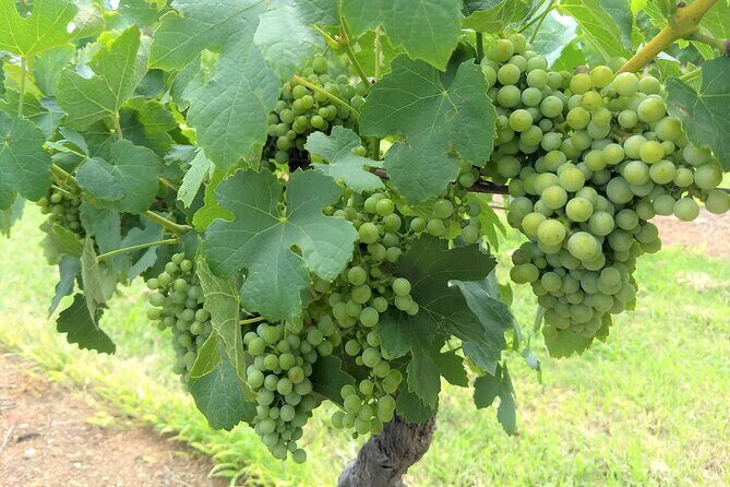 Hunter Valley wine and cheese starting from the Hunter region - Introduction: A Personalized Day in the Hunter Valley