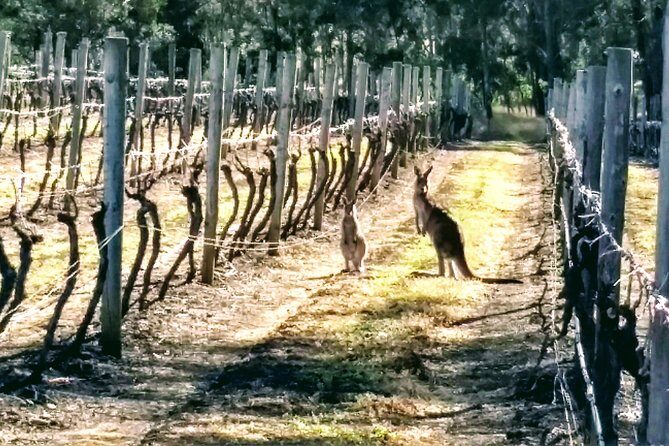 Hunter Valley wine and cheese starting from the Hunter region - The Itinerary in Detail: What to Expect at Each Stop