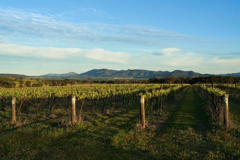 Hunter Valley Wine & Cheese Tasting Tour from Sydney - A Closer Look at the Experience