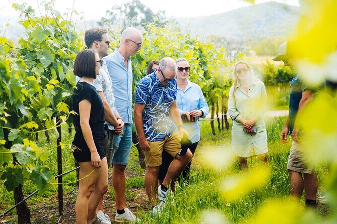 Hunter Valley Wine Tour ex Hunter Valley - Lunch, Cheese, Chocolate, Distillery - An In-Depth Look at the Hunter Valley Experience