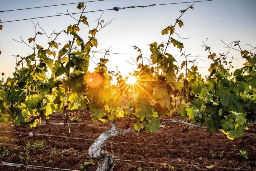 Hunter Valley: Wine Tour with 3 Tastings and Garden Lunch - The Itinerary Breakdown