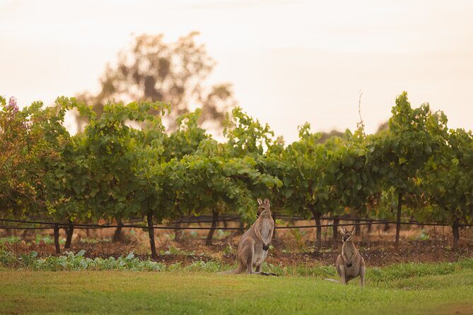 Hunter Valley Winery - Premium Tasting for Private Tours - An In-Depth Look at the Hunter Valley Private Tour