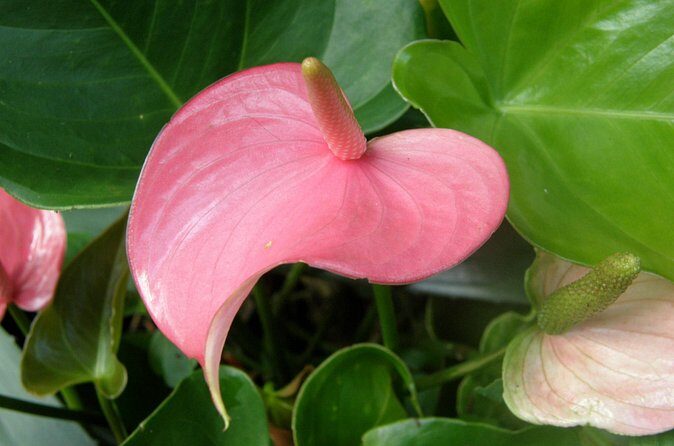 Hunte's Garden and St Nicholas Abbey small group Barbados tour - Practical Details and What You Get