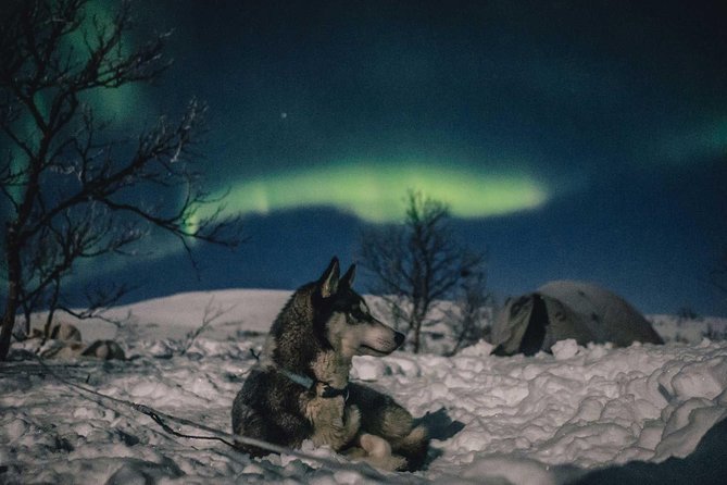 Hunting Northern Lights With Husky - Reflecting on the Experience: Feedback and Improvement Suggestions