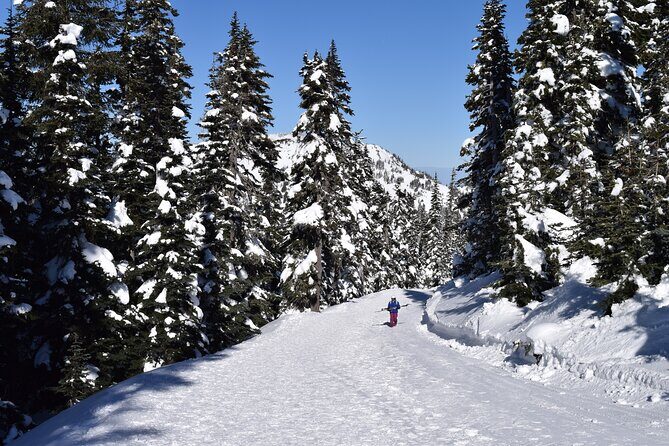 Hurricane Ridge Guided Snowshoe Tour in Olympic National Park - What Makes This Tour Stand Out?