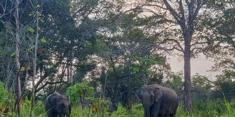 Hurulu Eco Park: 3-Hour Morning or Evening Safari - Key Points