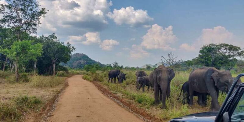 Hurulu Eco Park: 3-Hour Morning or Evening Safari - Who Should Consider This Tour?