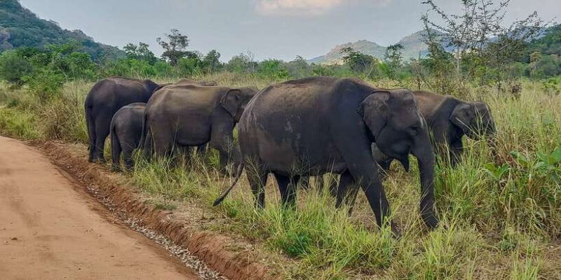 Hurulu Eco Park: 3-Hour Morning or Evening Safari - The Sum Up: Who Will Love This Safari?