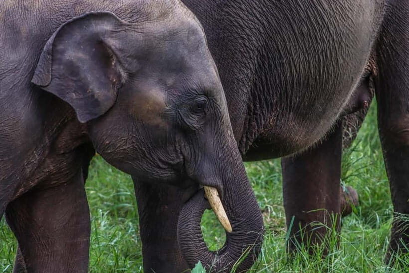 Hurulu Eco Park Habarana Elephant Safari including tickets - Key Points