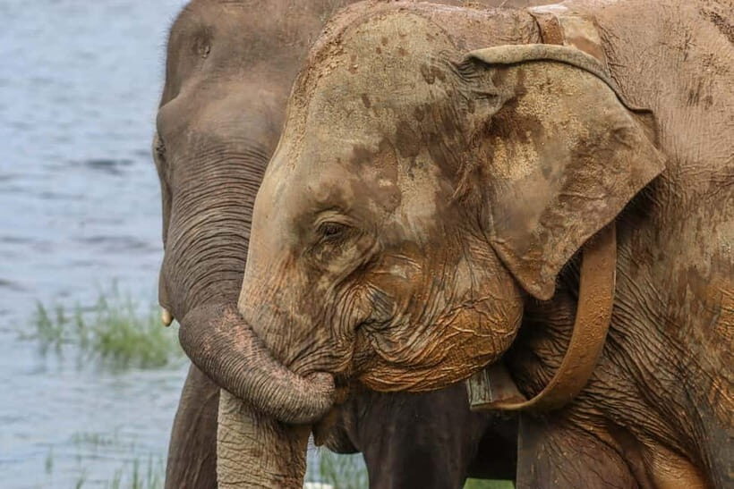 Hurulu Eco Park Habarana Elephant Safari including tickets - What to Expect at Hurulu Eco Park