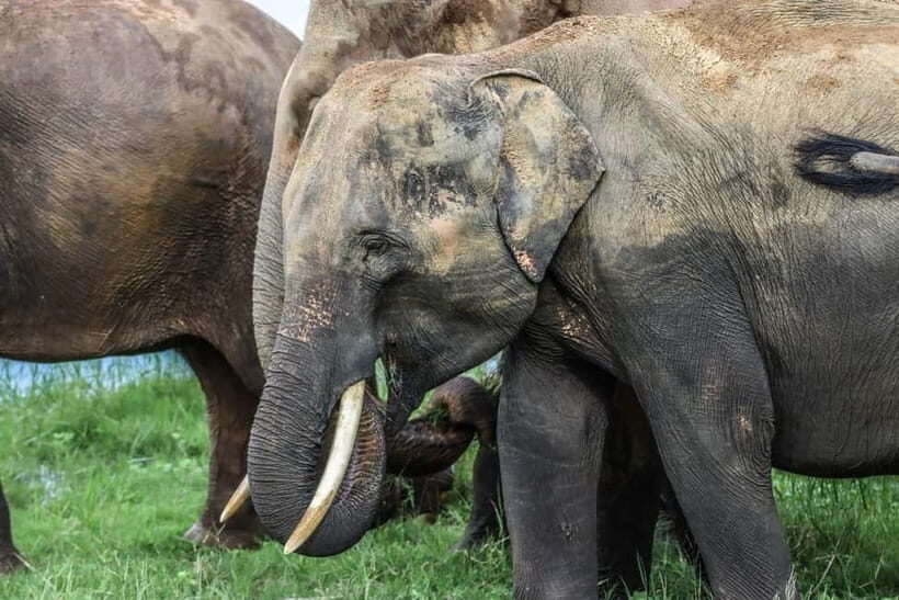 Hurulu Eco Park Habarana Elephant Safari including tickets - Safety and Environmental Considerations