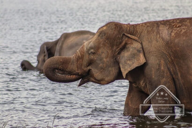 Hurulu Eco Park Habarana Elephant Safari including tickets - What to Keep in Mind
