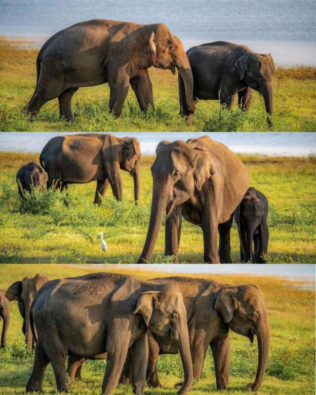 Hurulu Eco Park Habarana Wild Elephant Safari - Who Will Love This Safari?