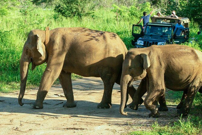 Hurulu Eco Park Private Safari from Dambulla - Key Points