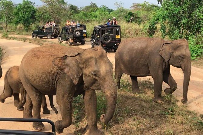 Hurulu Eco Park Private Safari from Dambulla - A Detailed Look at the Tour Experience