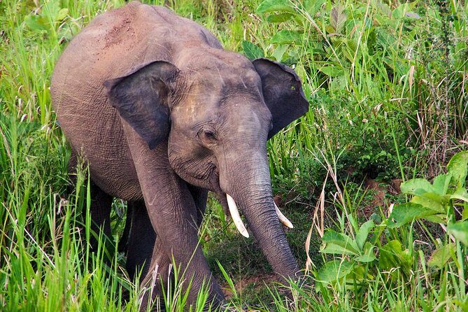 Hurulu Eco Park Private Safari from Dambulla - Final Thoughts