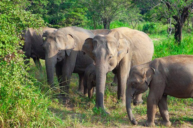 Hurulu Eco Park Private Safari from Sigiriya - Key Points