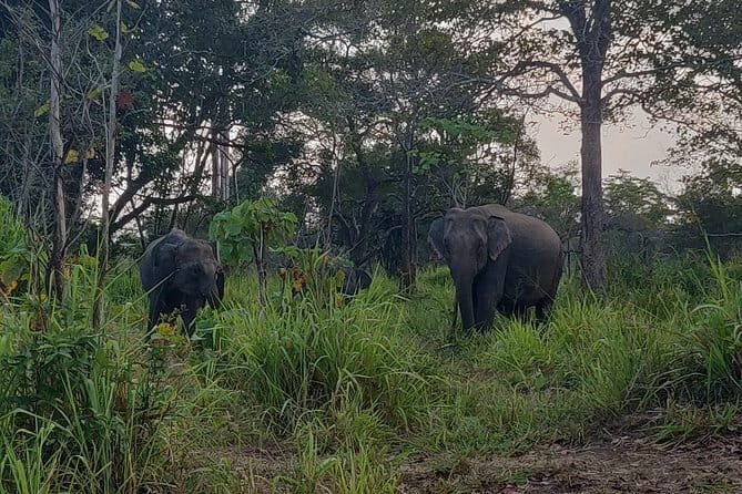 Hurulu Eco Park Safari - The Practical Side: Pricing, Booking, and Amenities