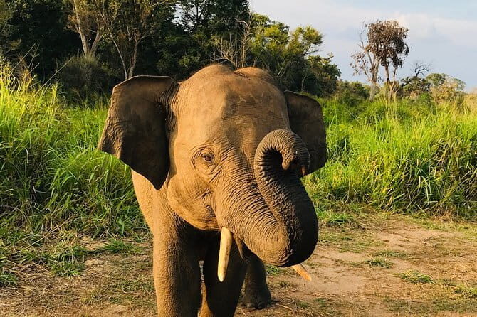 Hurulu Eco Park Safari - FAQs