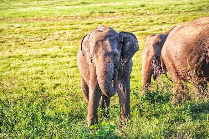 Hurulu Eco Park Safari from Polonnaruwa - An Honest Look at the Safari Experience