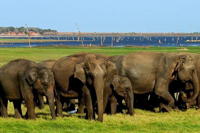 Hurulu Eco Park Safari from Polonnaruwa - Final Thoughts