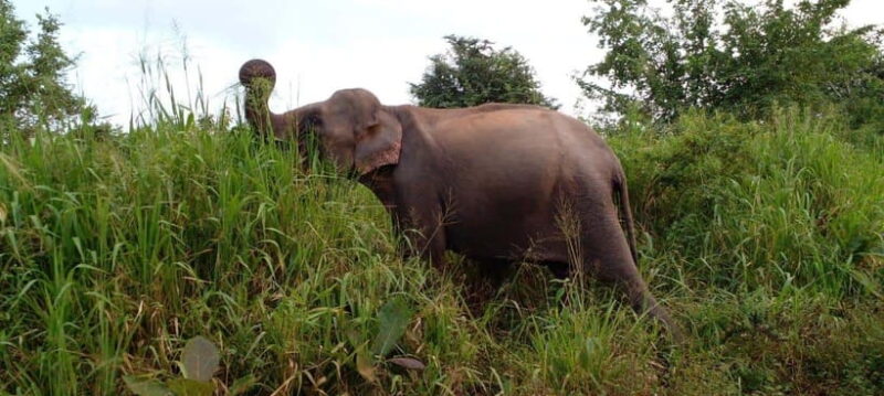 Hurulu Eco Park Safari - Wildlife and Nature: Why It Matters