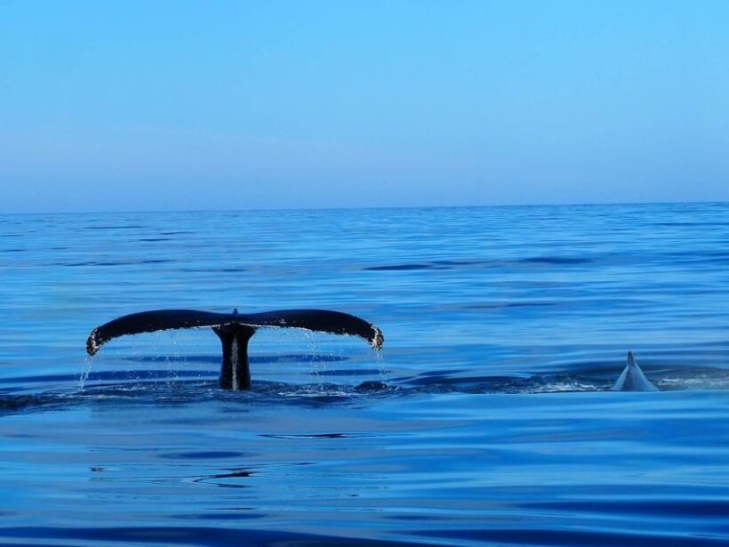 Húsavík: Big Whales and Puffin Island Speedboat Tour - An In-Depth Look at the Húsavík Speedboat Tour