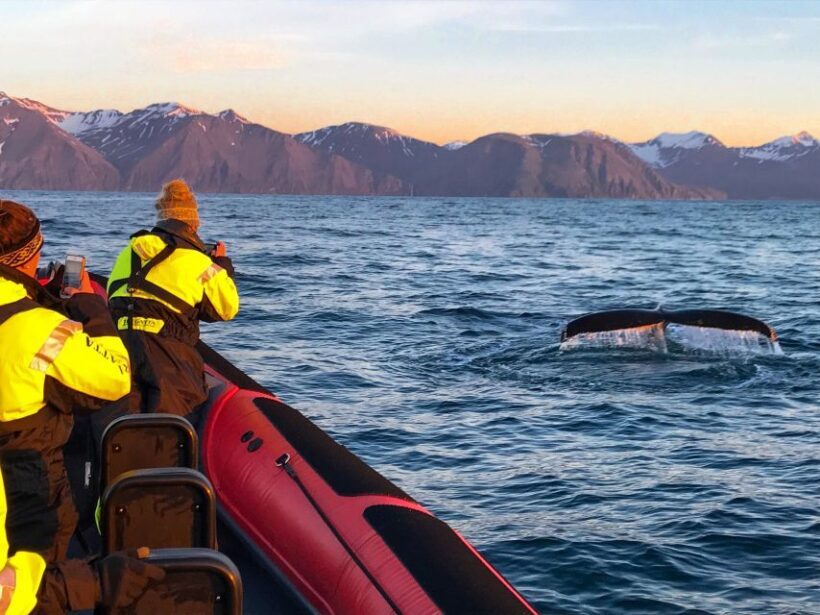 Húsavík: Big Whales and Puffin Island Speedboat Tour - Practical Tips for Your Trip
