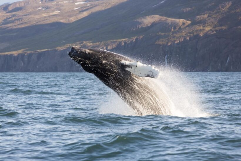 Húsavík: Big Whales and Puffin Island Speedboat Tour - Final Thoughts