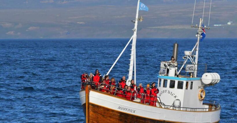 Húsavík: Family-Run and Guided Whale Watching Tour - What Makes the Guides Stand Out?