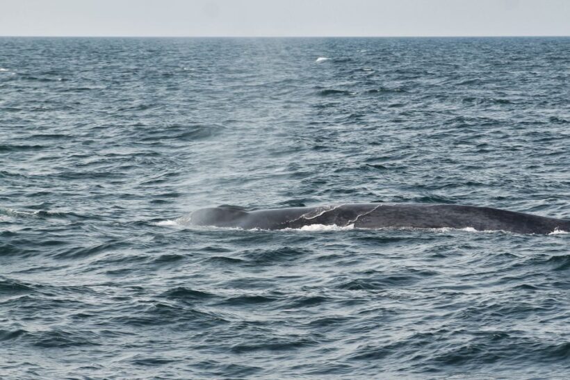 Húsavík: Family-Run and Guided Whale Watching Tour - The Cost-Value Balance