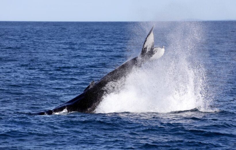 Húsavík: Family-Run and Guided Whale Watching Tour - Who Will Love This Tour?