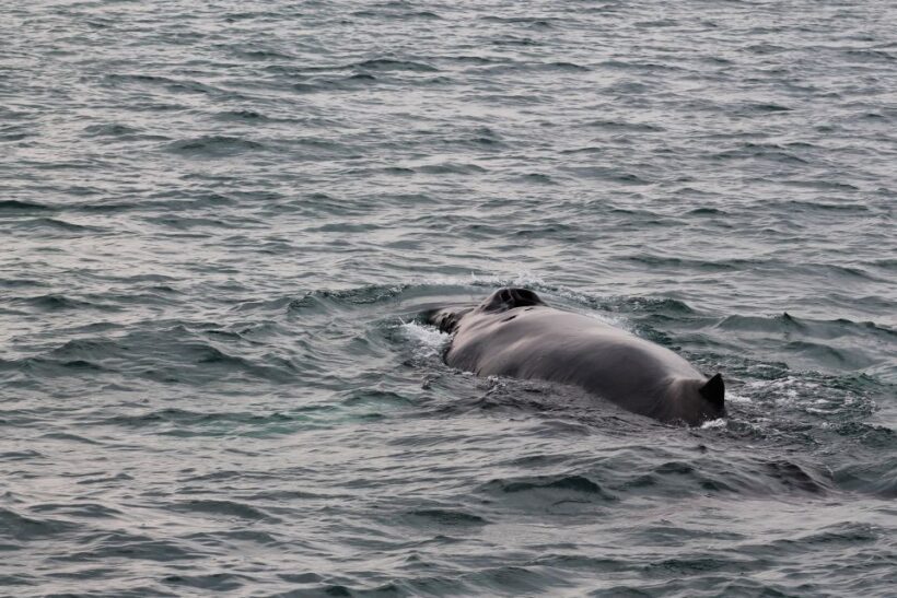 Húsavík: Family-Run and Guided Whale Watching Tour - The Sum Up