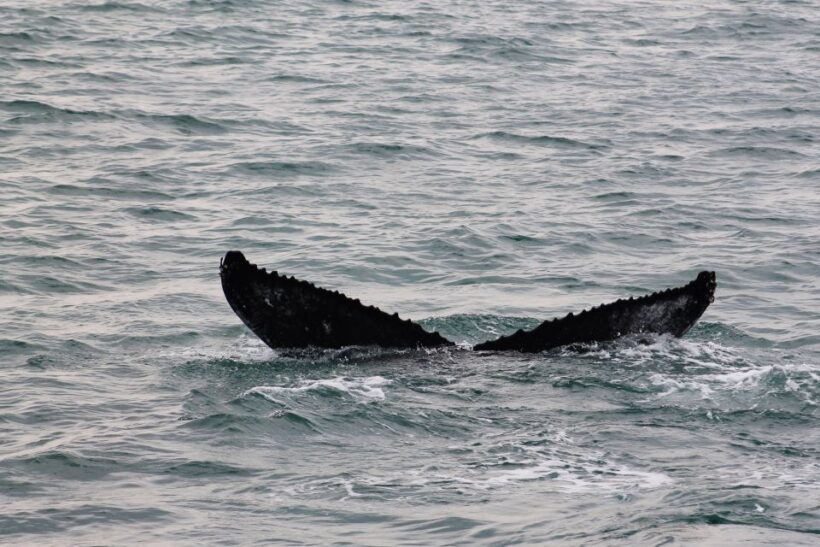 Húsavík: Family-Run and Guided Whale Watching Tour - FAQ