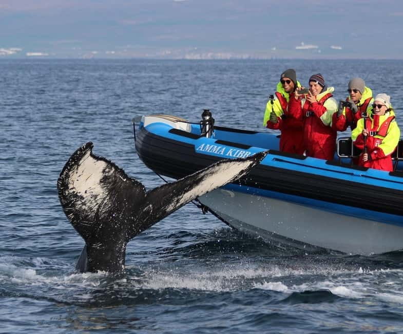 Húsavík: Original Big Whale Safari & Puffins by Speedboat - Key Points