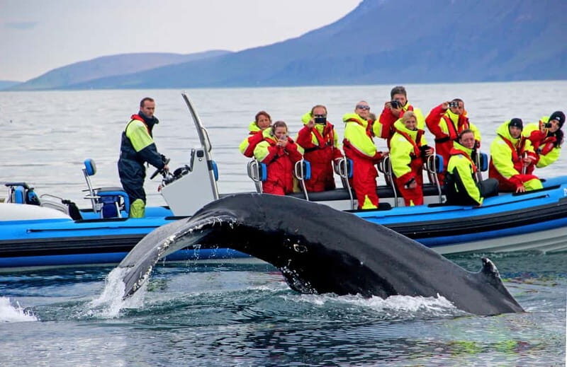 Húsavík: Original Big Whale Safari & Puffins by Speedboat - Setting the Scene in Husavík