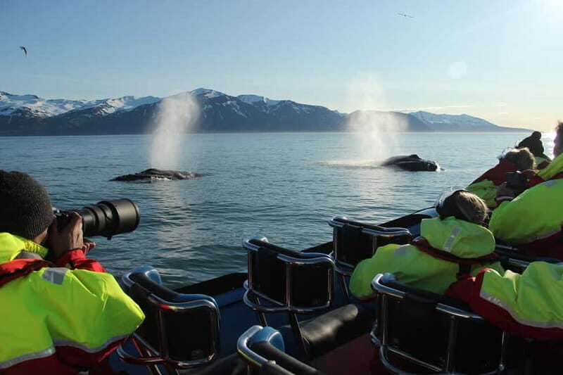 Húsavík: Original Big Whale Safari & Puffins by Speedboat - The Value of This Experience
