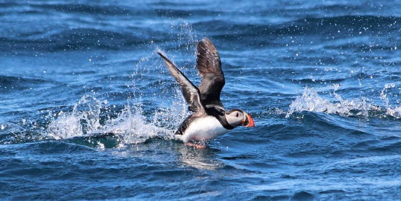 Húsavík: Original Big Whale Safari & Puffins by Speedboat - Practical Tips for Travelers