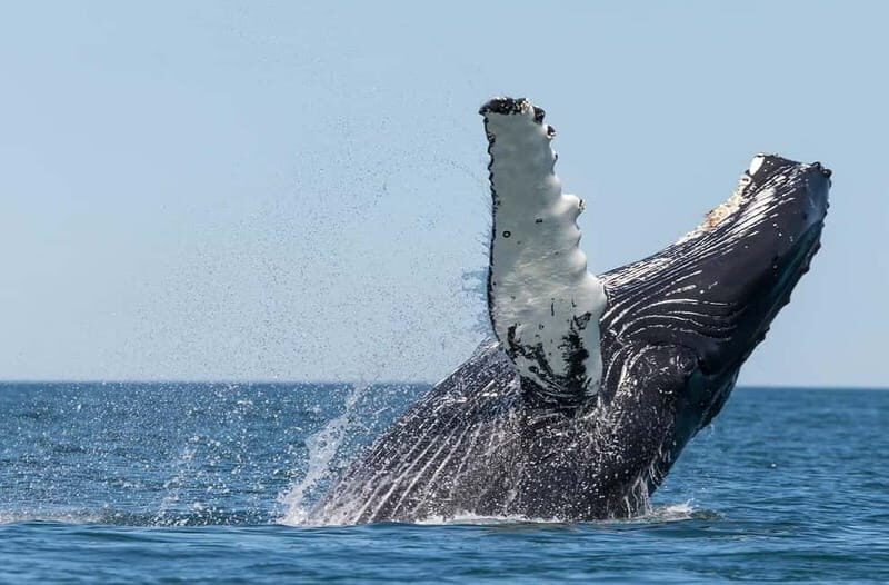 Húsavík: Traditional Whale Watching by Local Family Company - What Is This Tour Really About?