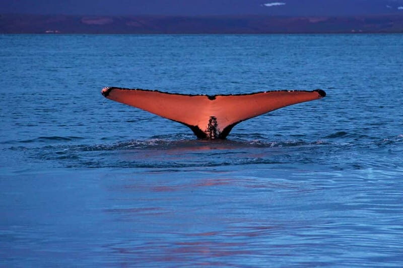 Húsavík: Traditional Whale Watching by Local Family Company - The Experience: What Youll Get