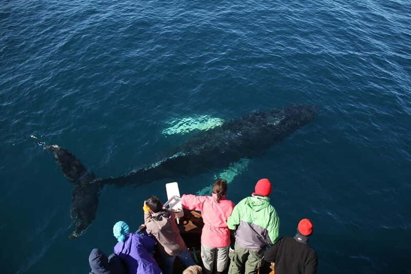 Húsavík: Traditional Whale Watching by Local Family Company - Why Choose This Tour?