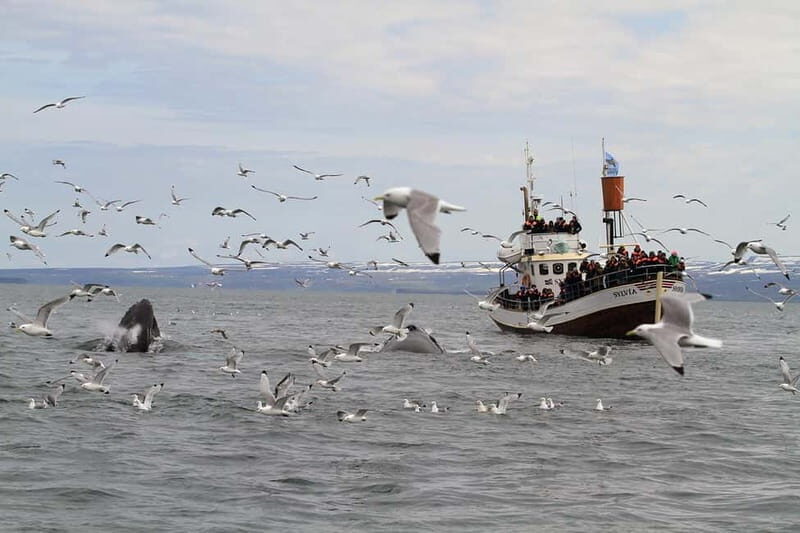 Húsavík: Traditional Whale Watching by Local Family Company - The Sum Up